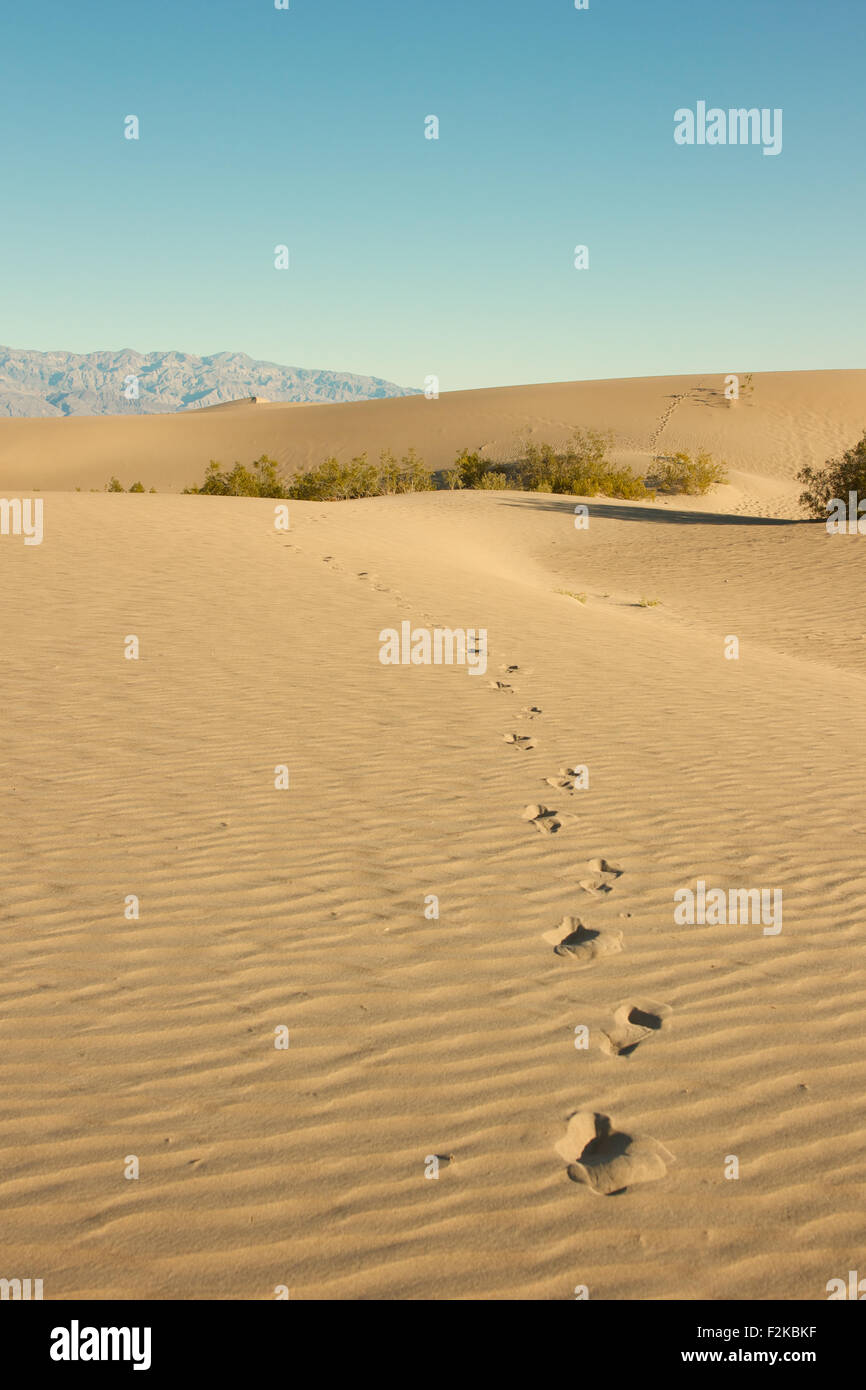 Line of footprints in the sand leading off into the dunes of Death ...