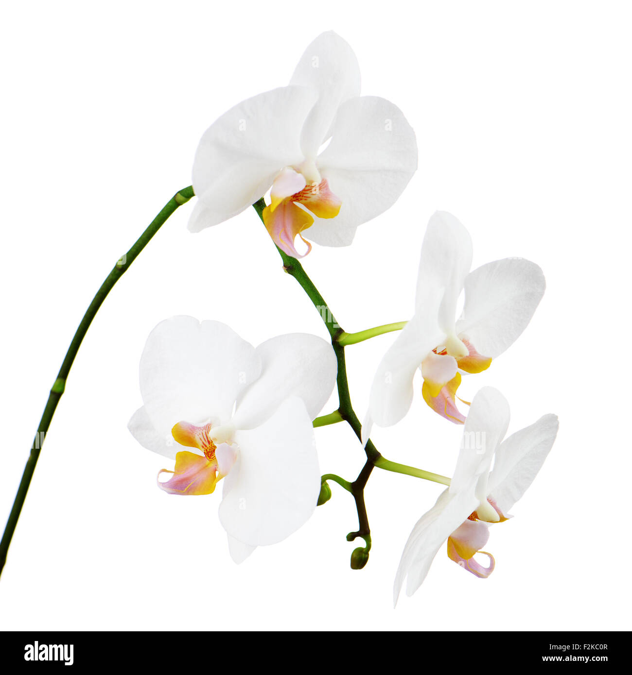 Seven day old orchid isolated on white background. Closeup Stock Photo ...