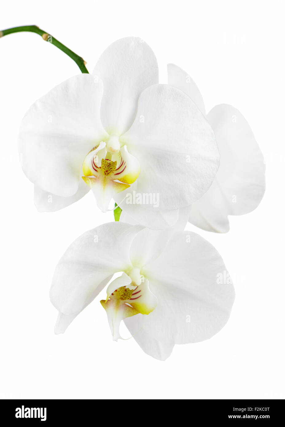 Seven day old orchid isolated on white background. Closeup Stock Photo ...