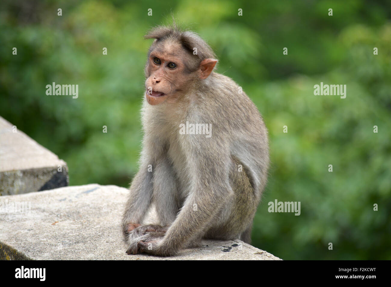 Monkey waiting hi-res stock photography and images - Alamy