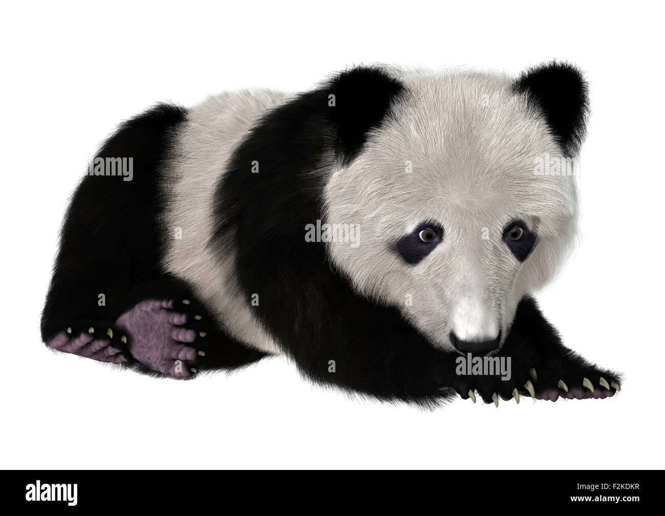 3D digital render of a panda bear cub resting isolated on white ...