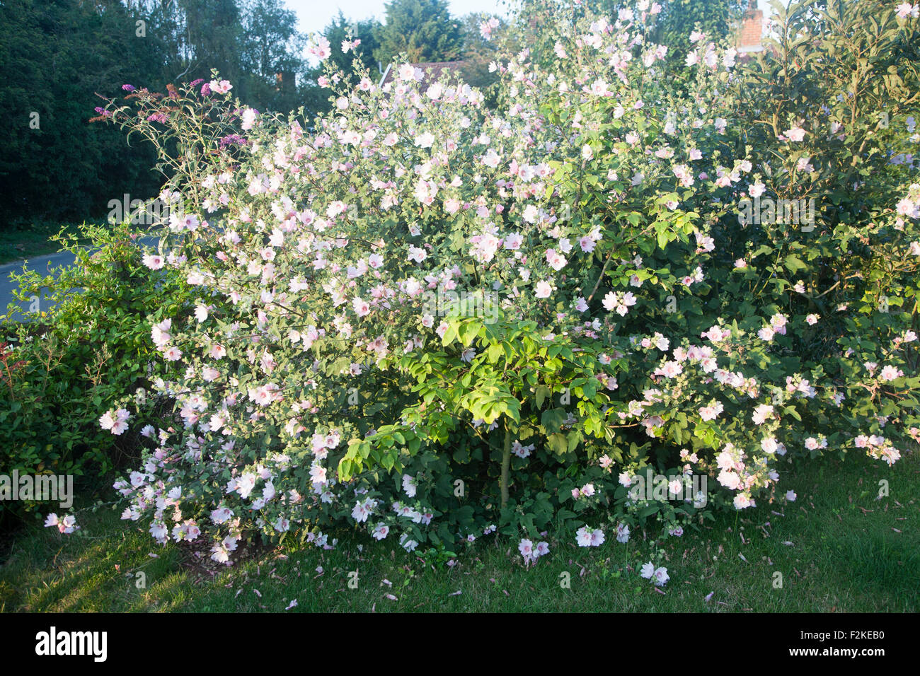 Common mallow flowers, malva sylvestris, Suffolk, England, UK Stock ...
