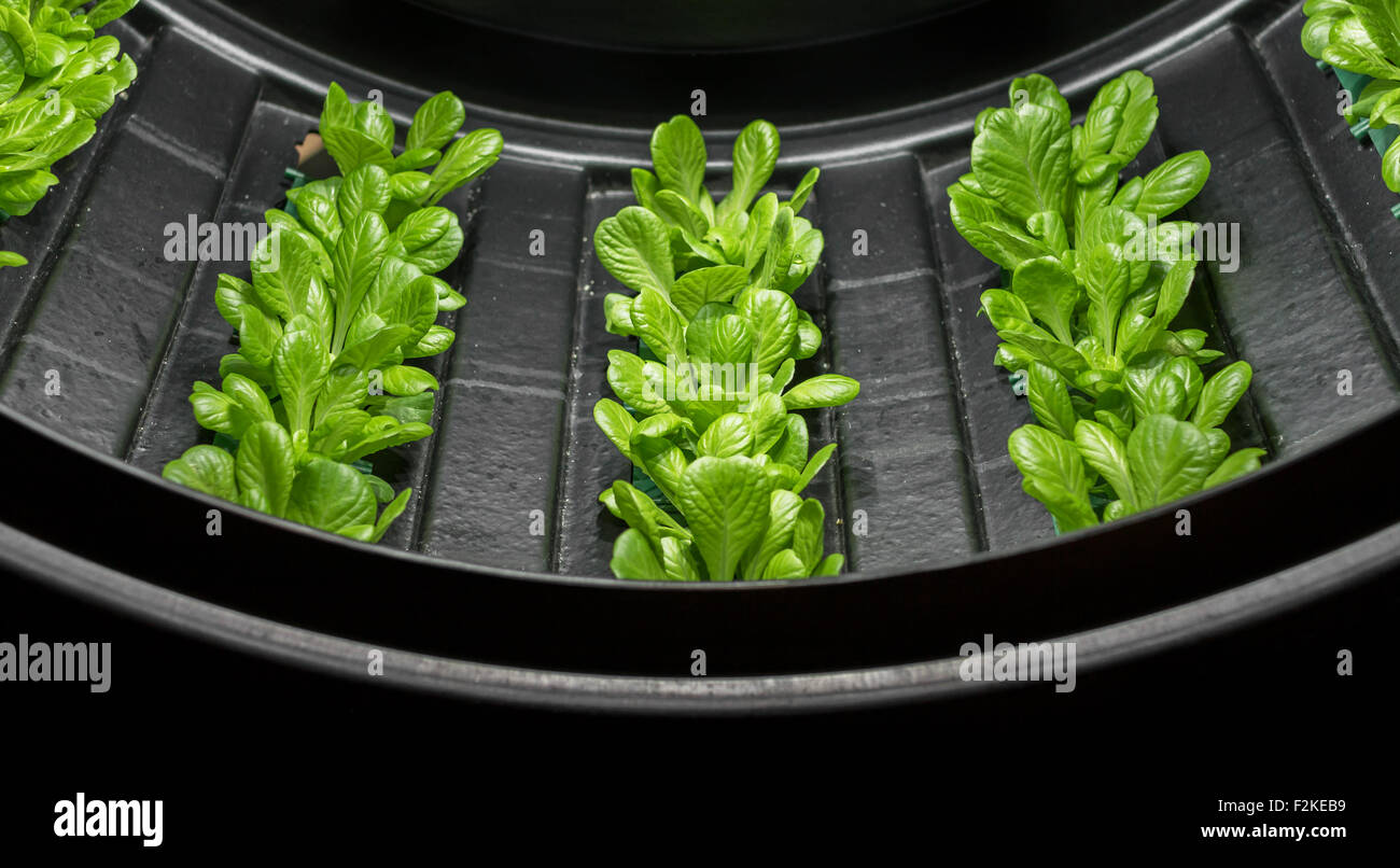 Indoor cultivation of lettuce in circular structures rotating Stock ...