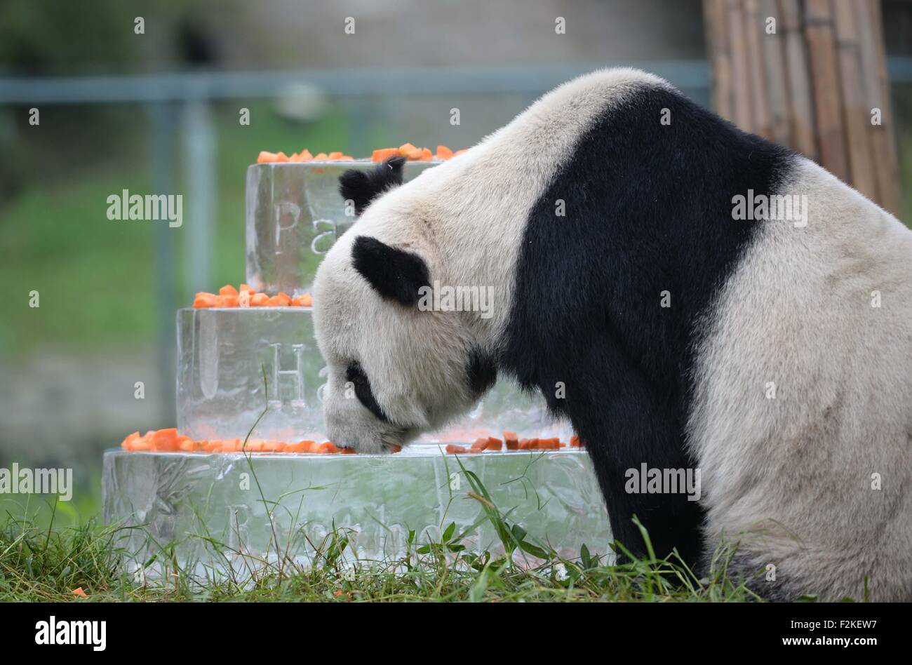 Dujiangyan, China's Sichuan Province. 21st Sep, 2015. Giant panda "Pan ...
