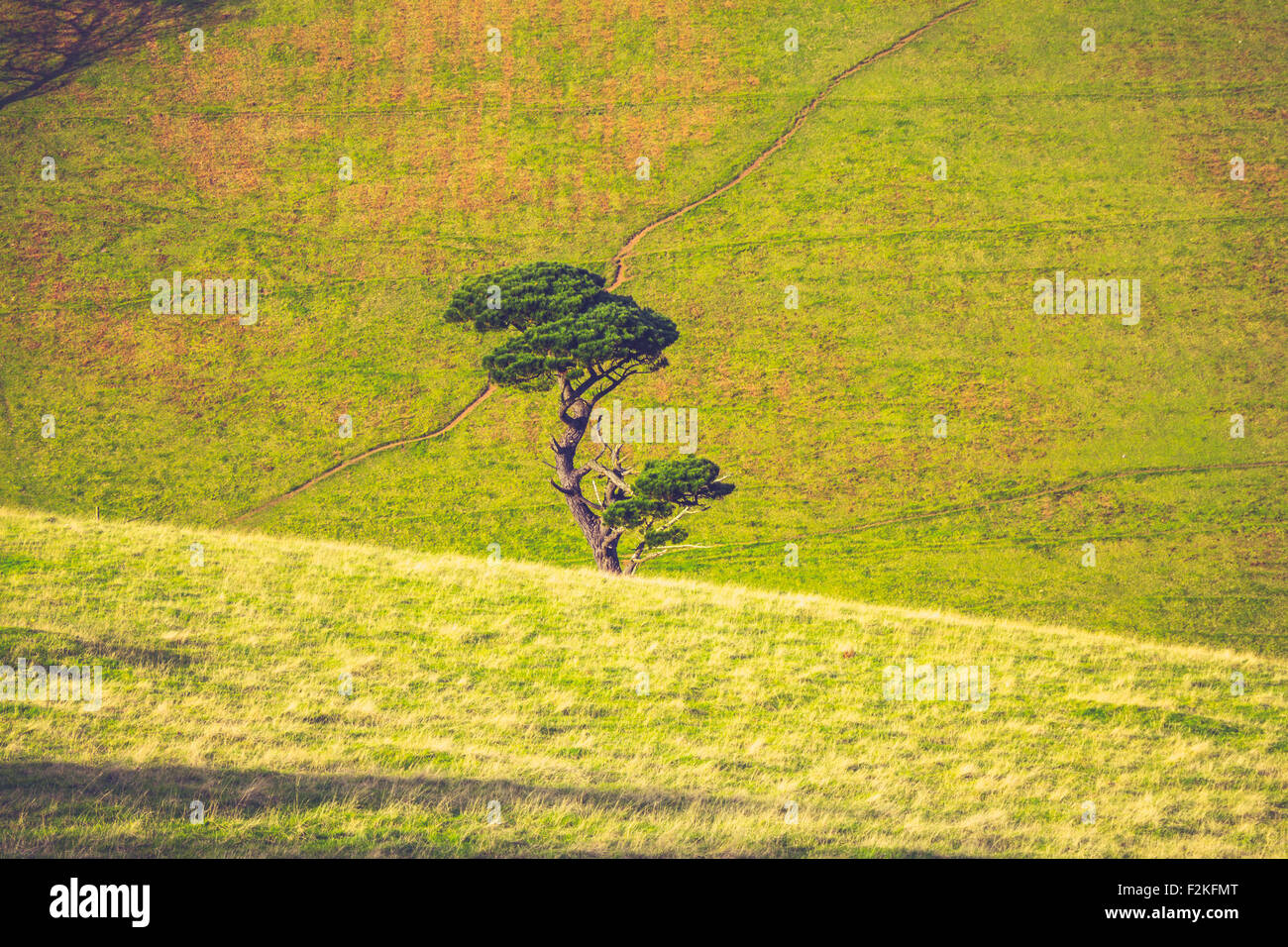 Green hills single tree hi-res stock photography and images - Alamy