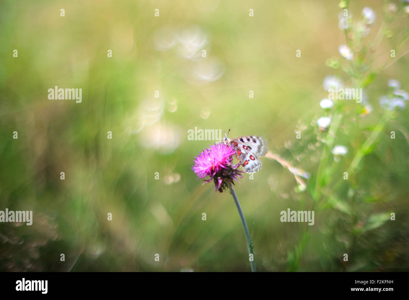 View of the Apollo or Mountain Apollo (Parnassius apollo) on flower, is ...