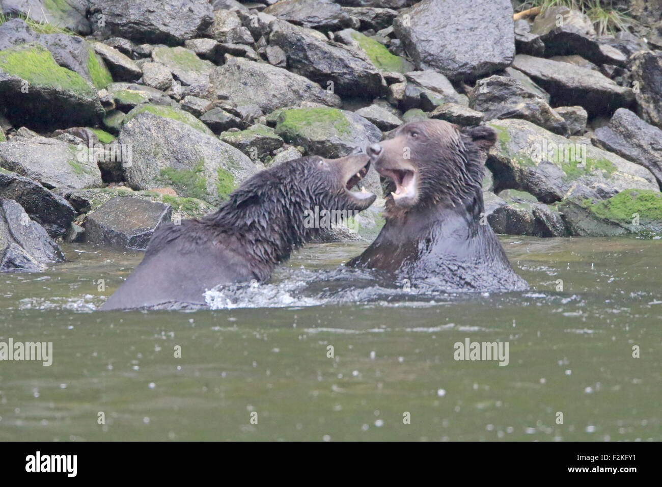 Bear in the rain hi-res stock photography and images - Alamy