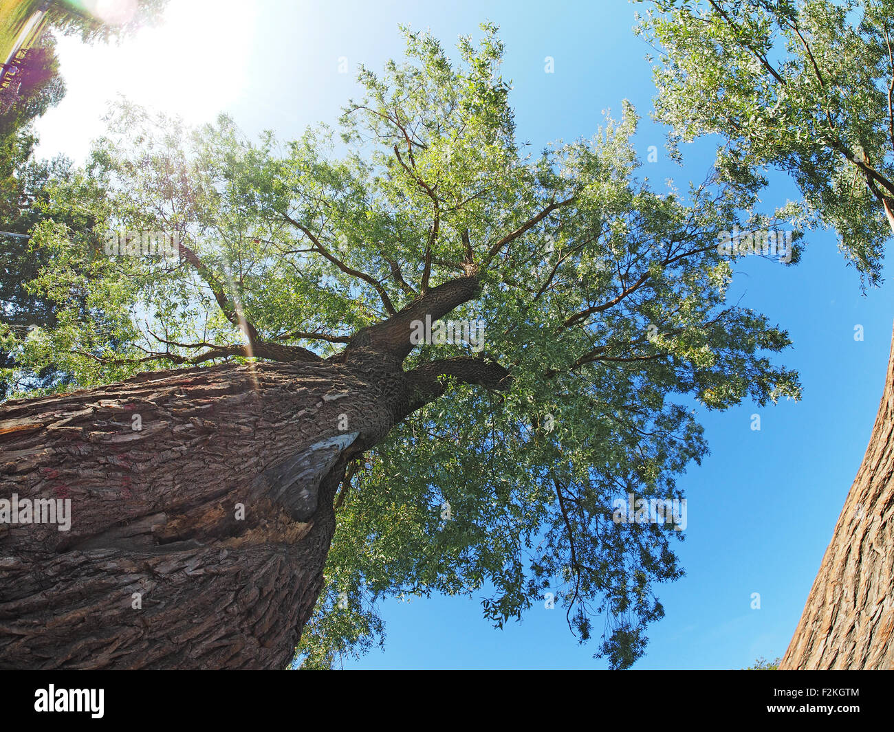 willow in spring Stock Photo - Alamy