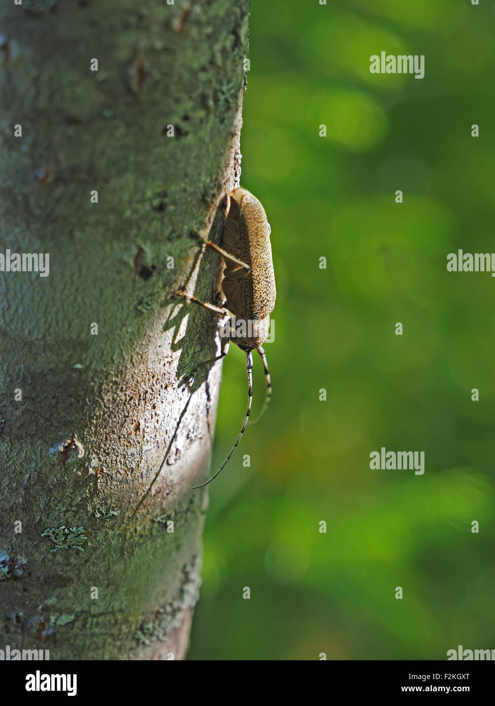 Date palm tree with red weevil hi-res stock photography and images - Alamy