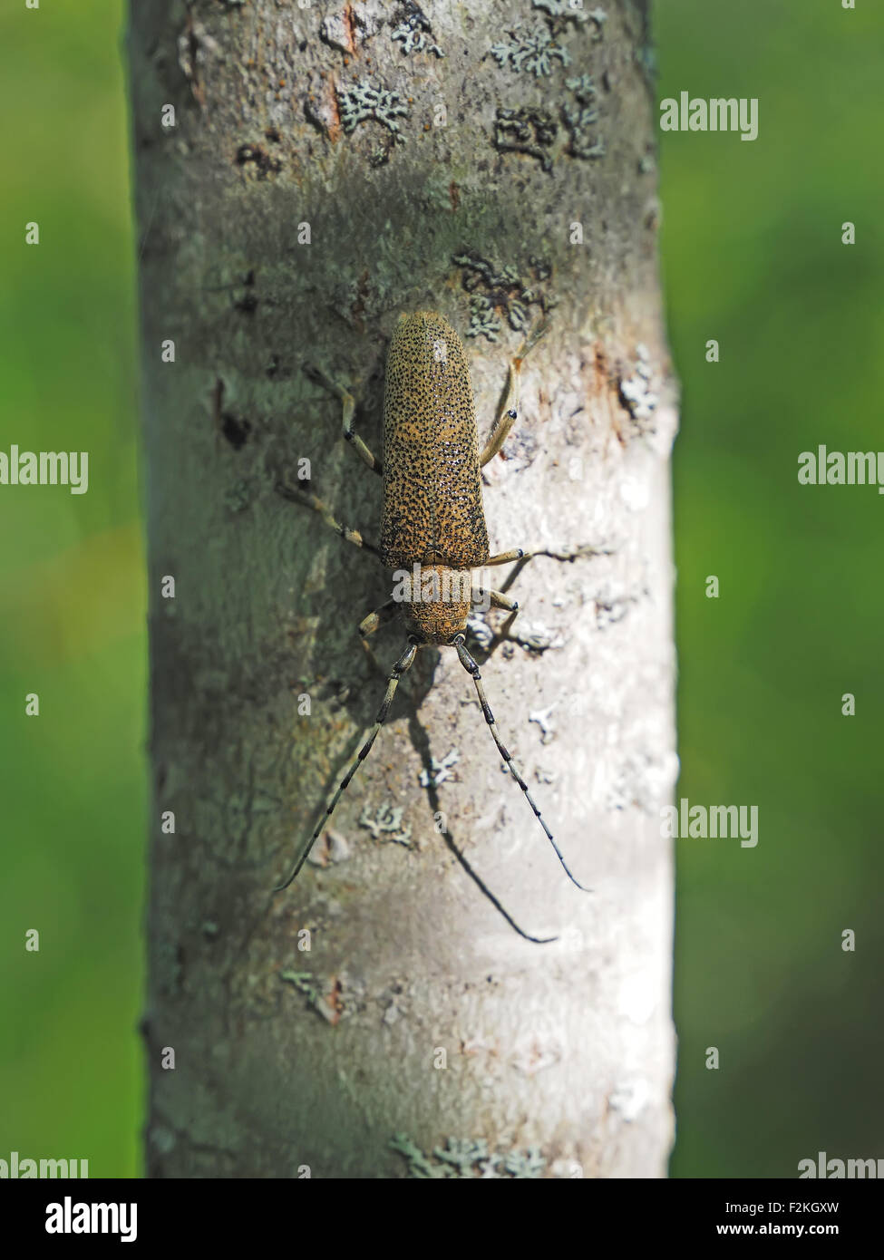 Date palm tree with red weevil hi-res stock photography and images - Alamy