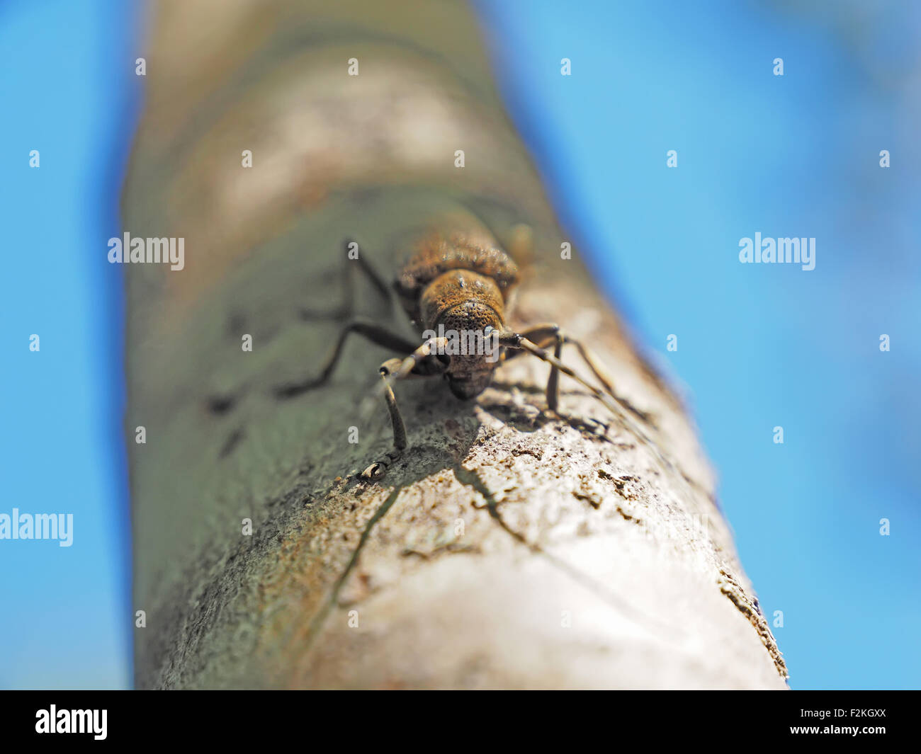 Red palm weevil france hi-res stock photography and images - Alamy