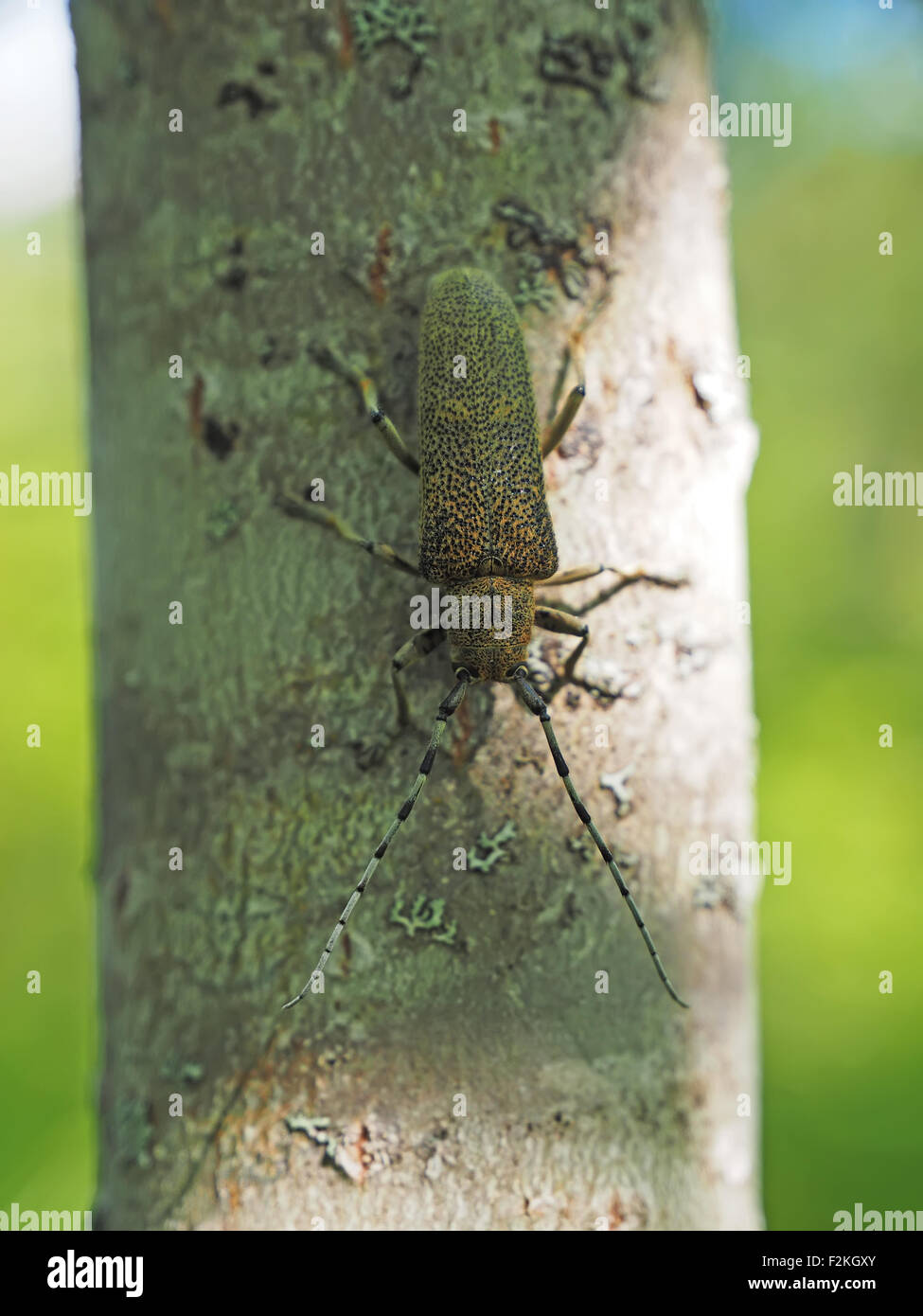Date palm beetle hi-res stock photography and images - Alamy