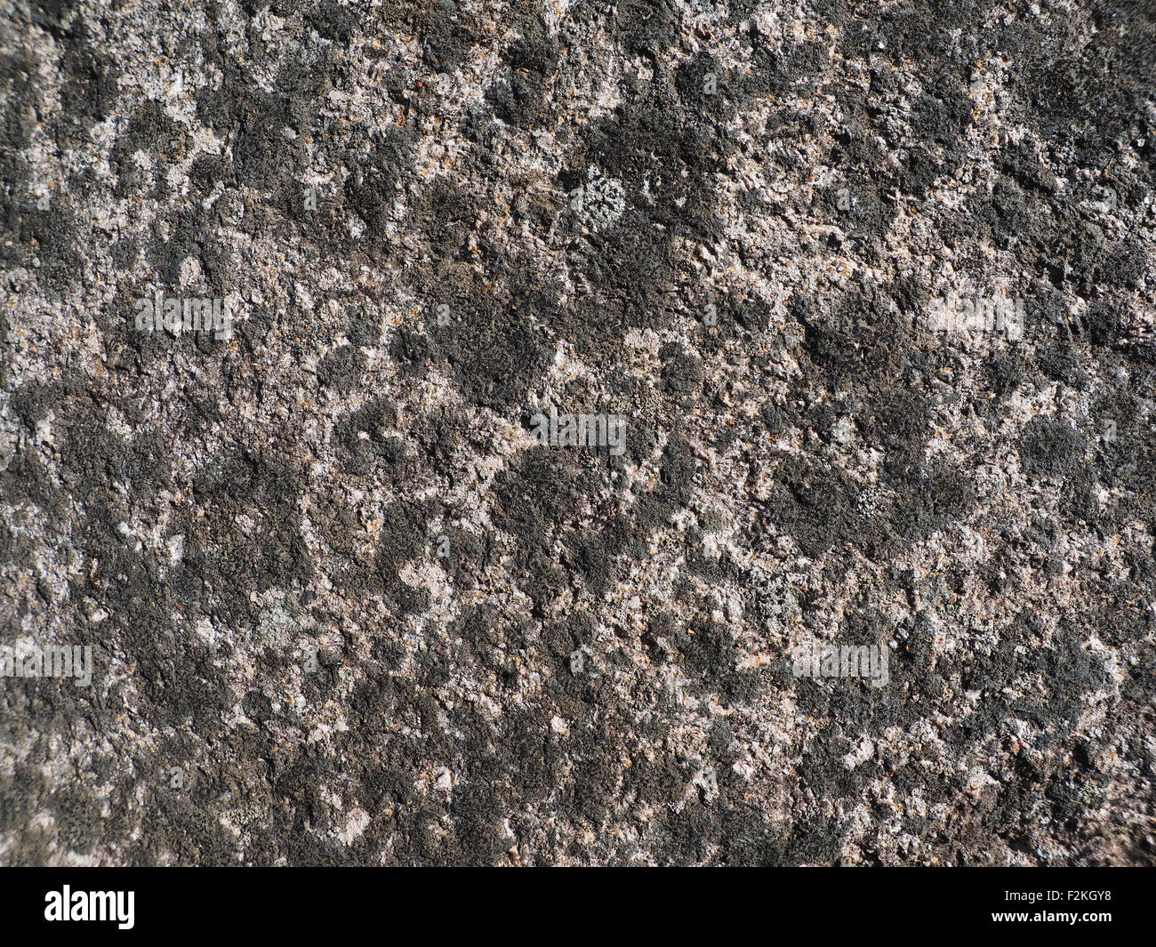 Lichen on stone Stock Photo - Alamy