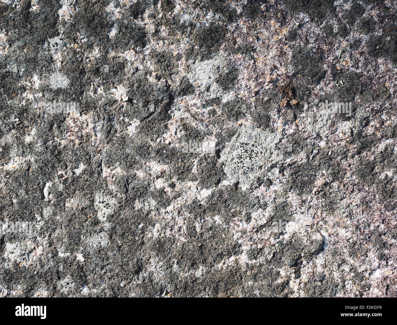 Lichen on stone Stock Photo - Alamy