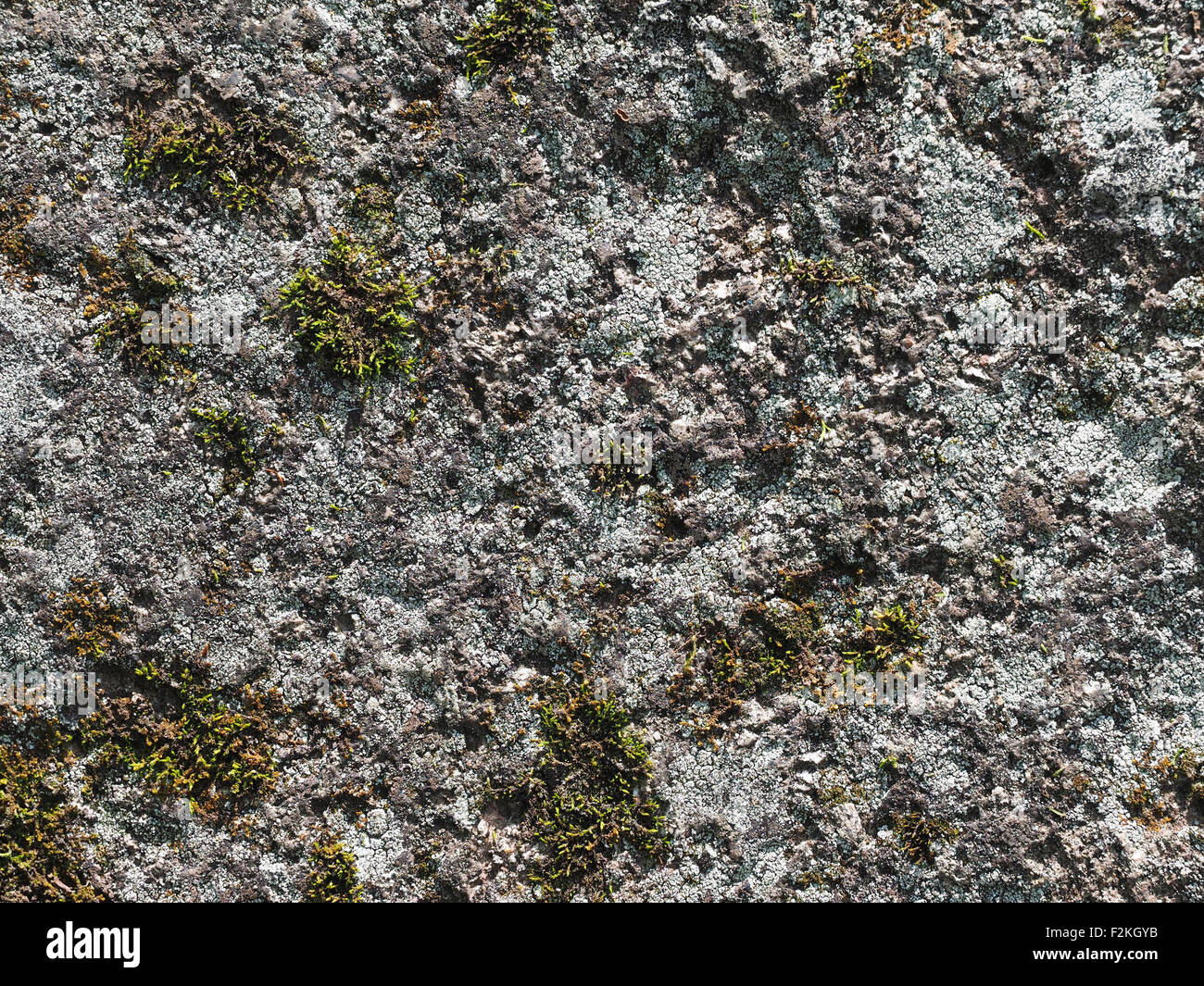 Lichen on stone Stock Photo - Alamy