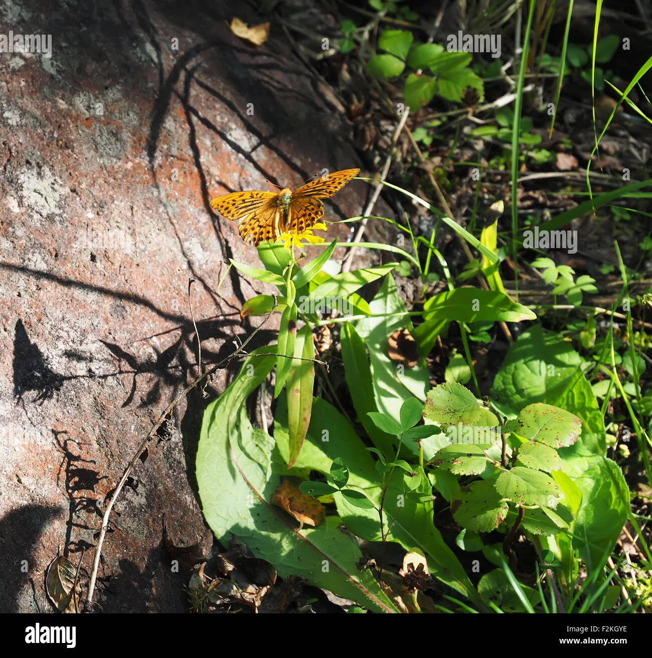 butterfly in the forest Stock Photo - Alamy