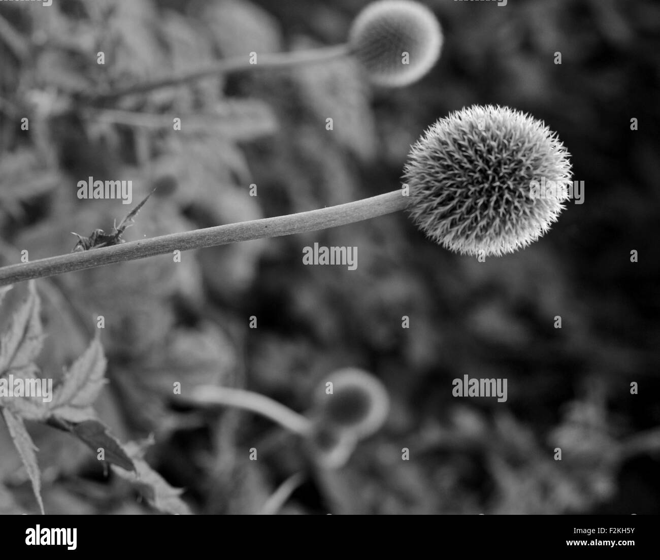 Thistle scotland emblem hi-res stock photography and images - Alamy