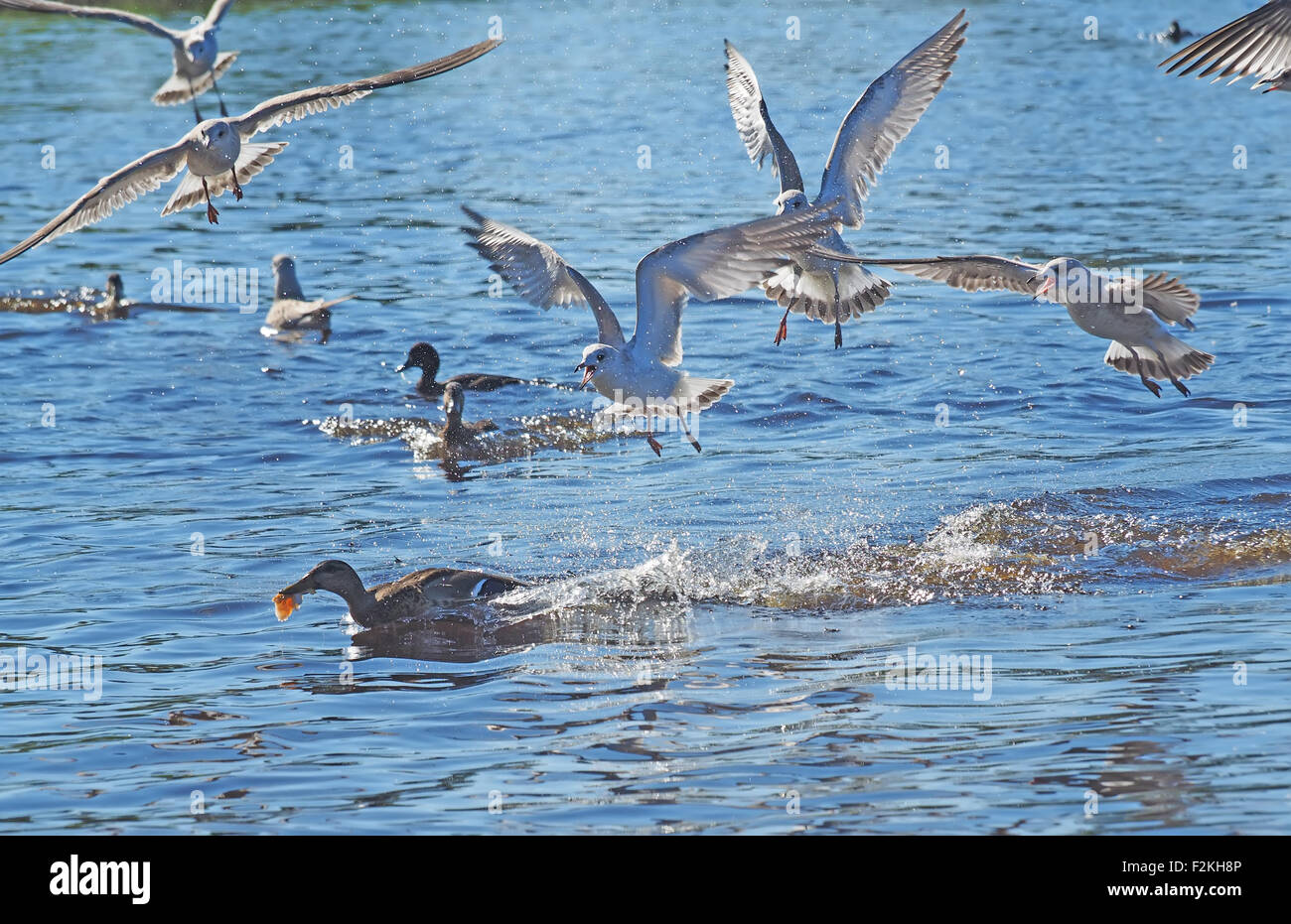 seagull chasing duck Stock Photo - Alamy