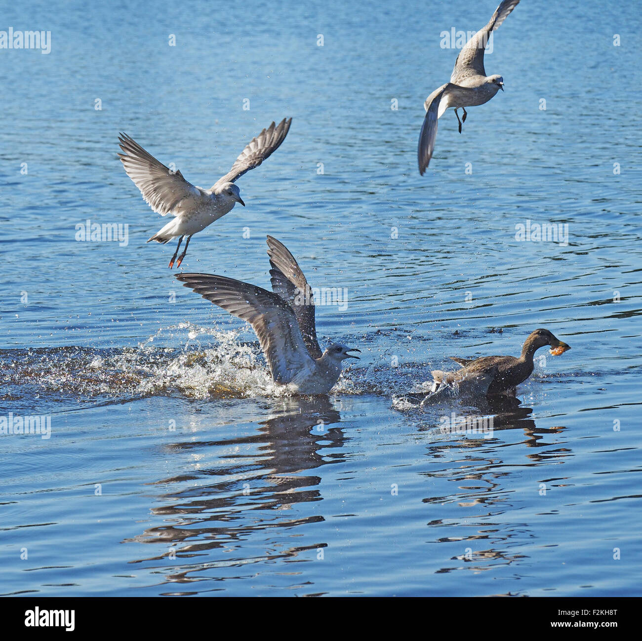 seagull chasing duck Stock Photo - Alamy