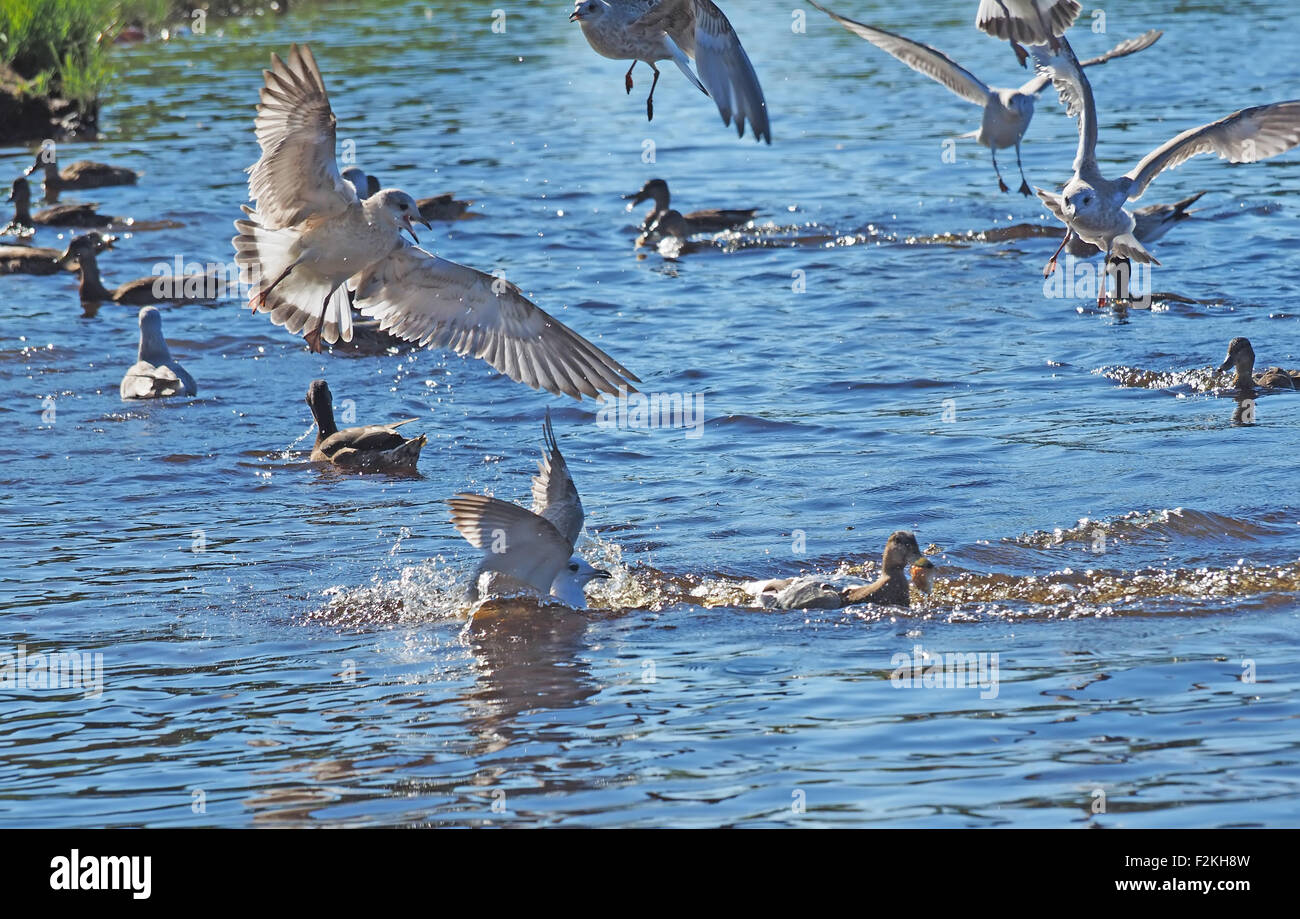 seagull chasing duck Stock Photo - Alamy