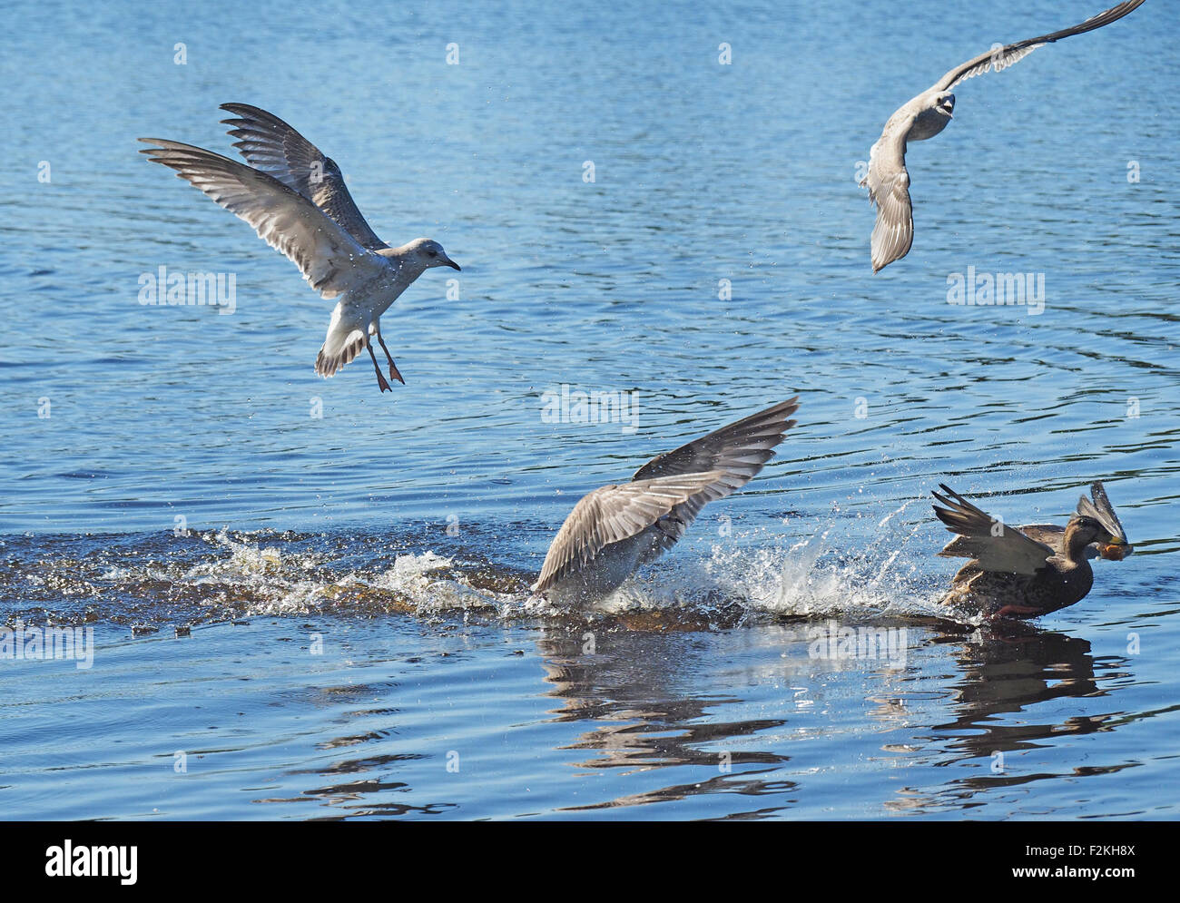 seagull chasing duck Stock Photo - Alamy