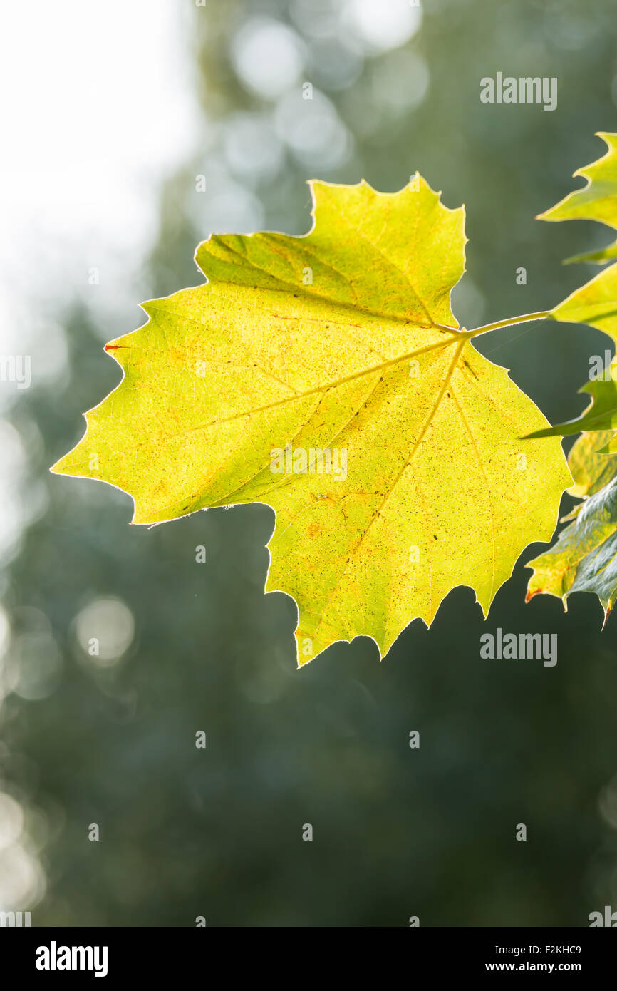 Beauty of sycamore foliage hi-res stock photography and images - Alamy