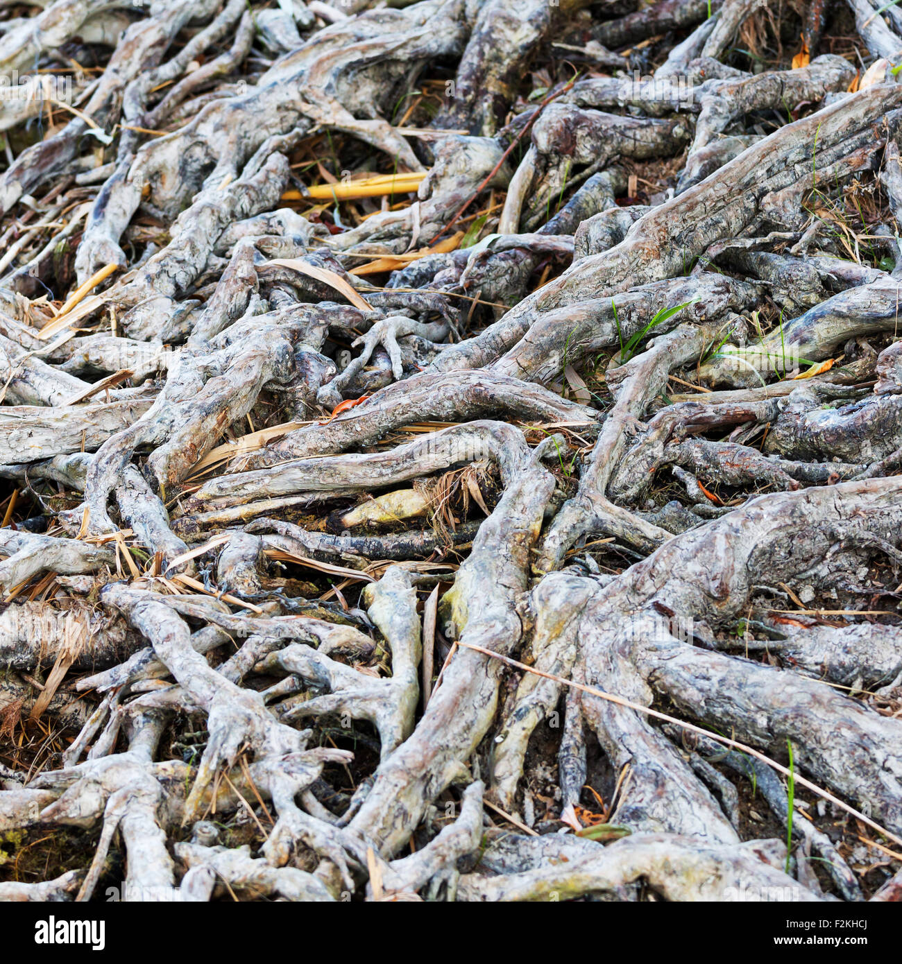 Roots texture hi-res stock photography and images - Alamy