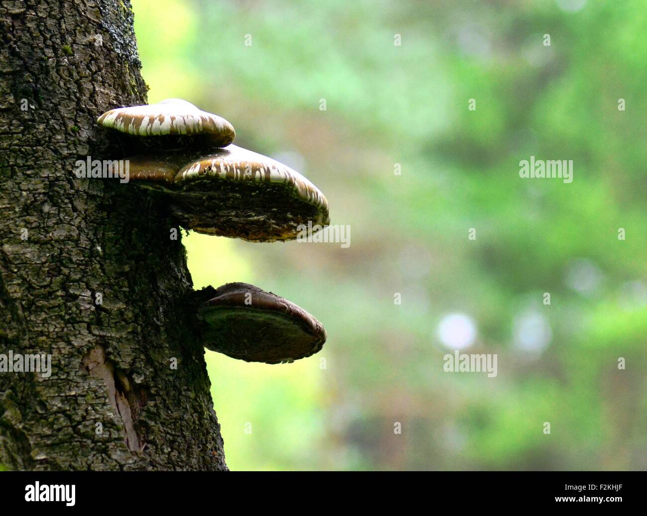 Fungus growing on a tree Stock Photo - Alamy