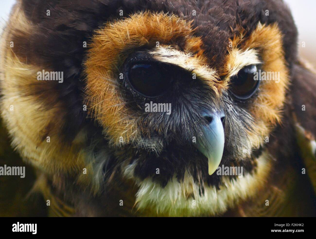 Brown Wood Owl Stock Photo - Alamy