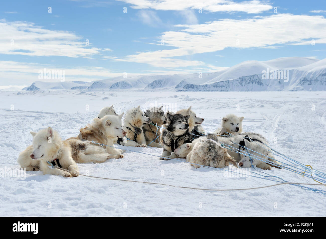 Husky exploring hi-res stock photography and images - Alamy