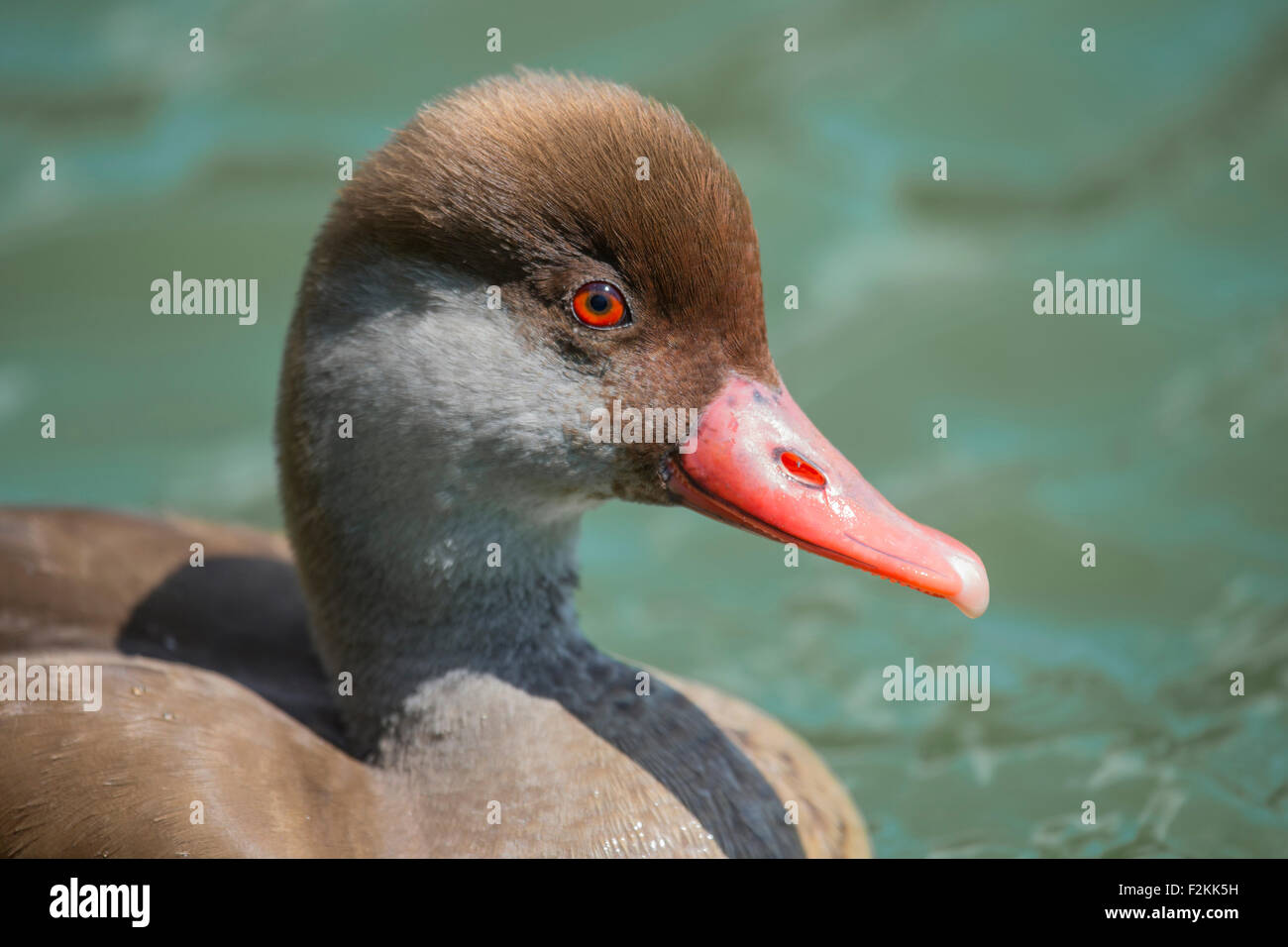 a beautiful male wild duck Stock Photo - Alamy