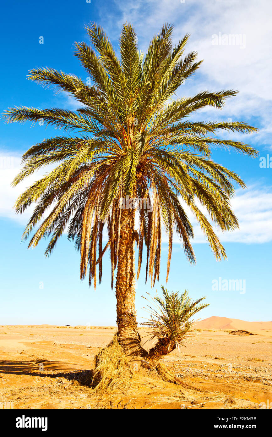 palm in the desert oasi morocco sahara africa dune Stock Photo - Alamy