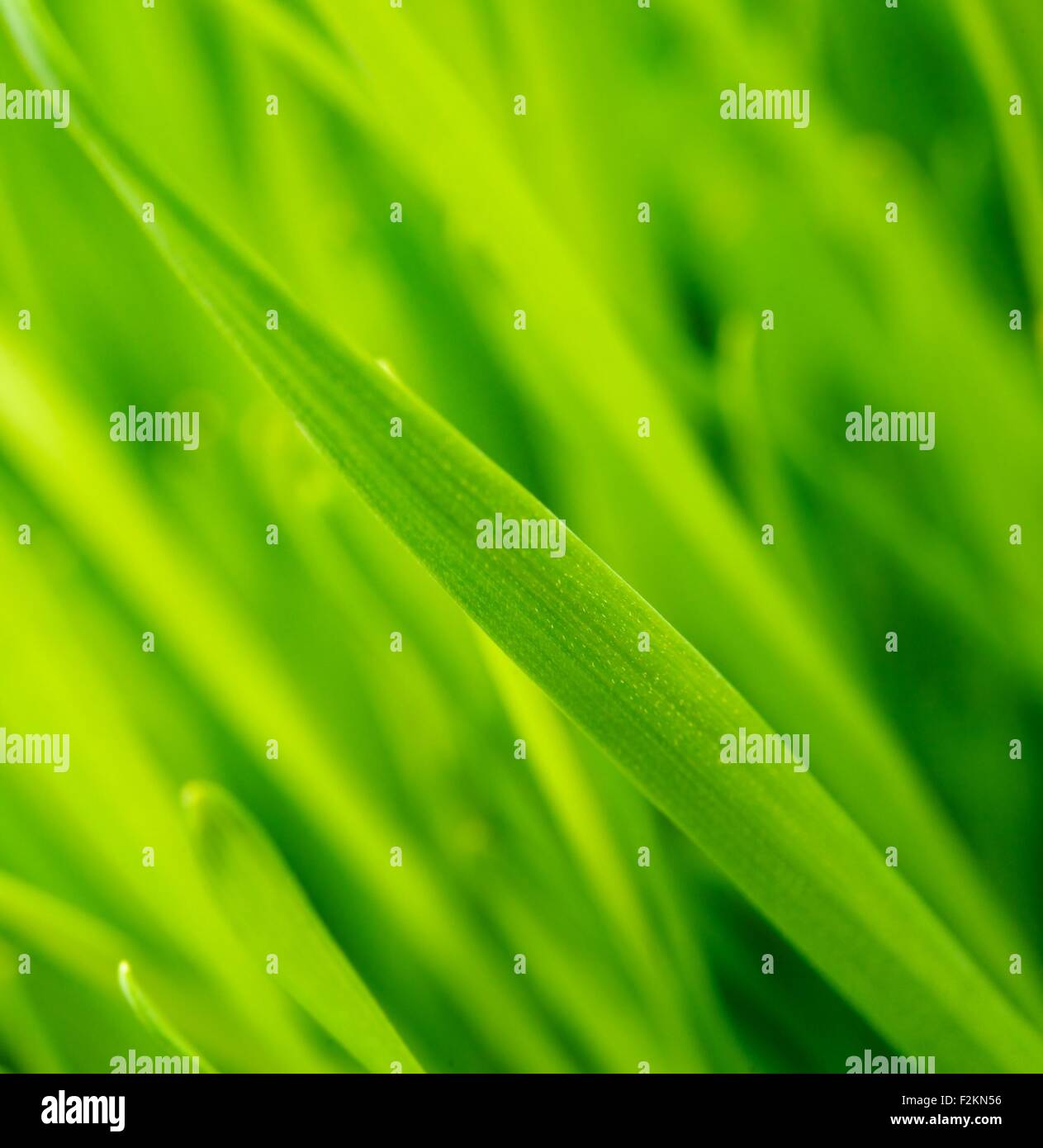 Fresh green grass background Stock Photo - Alamy
