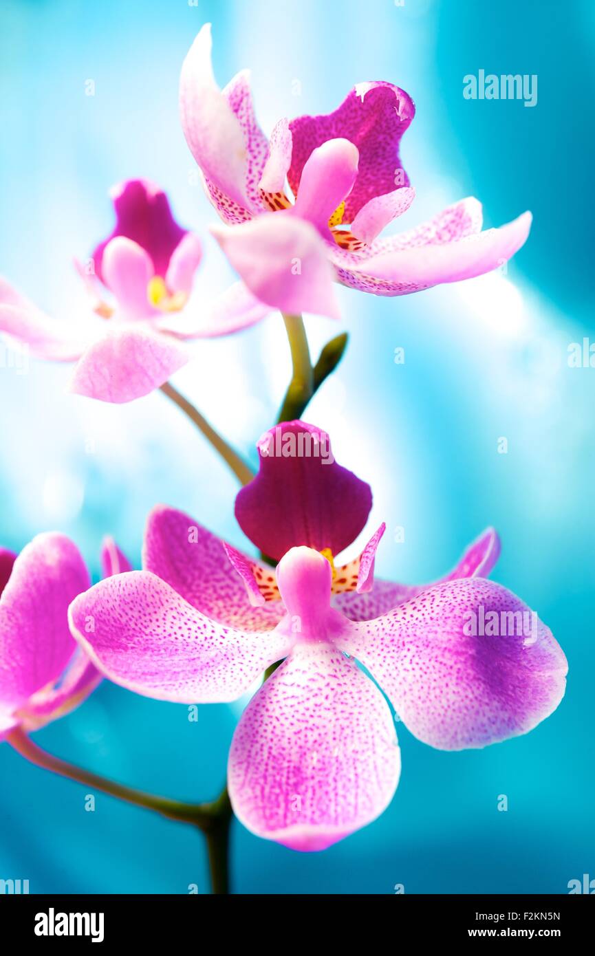 Beautiful orchid flowers Stock Photo - Alamy
