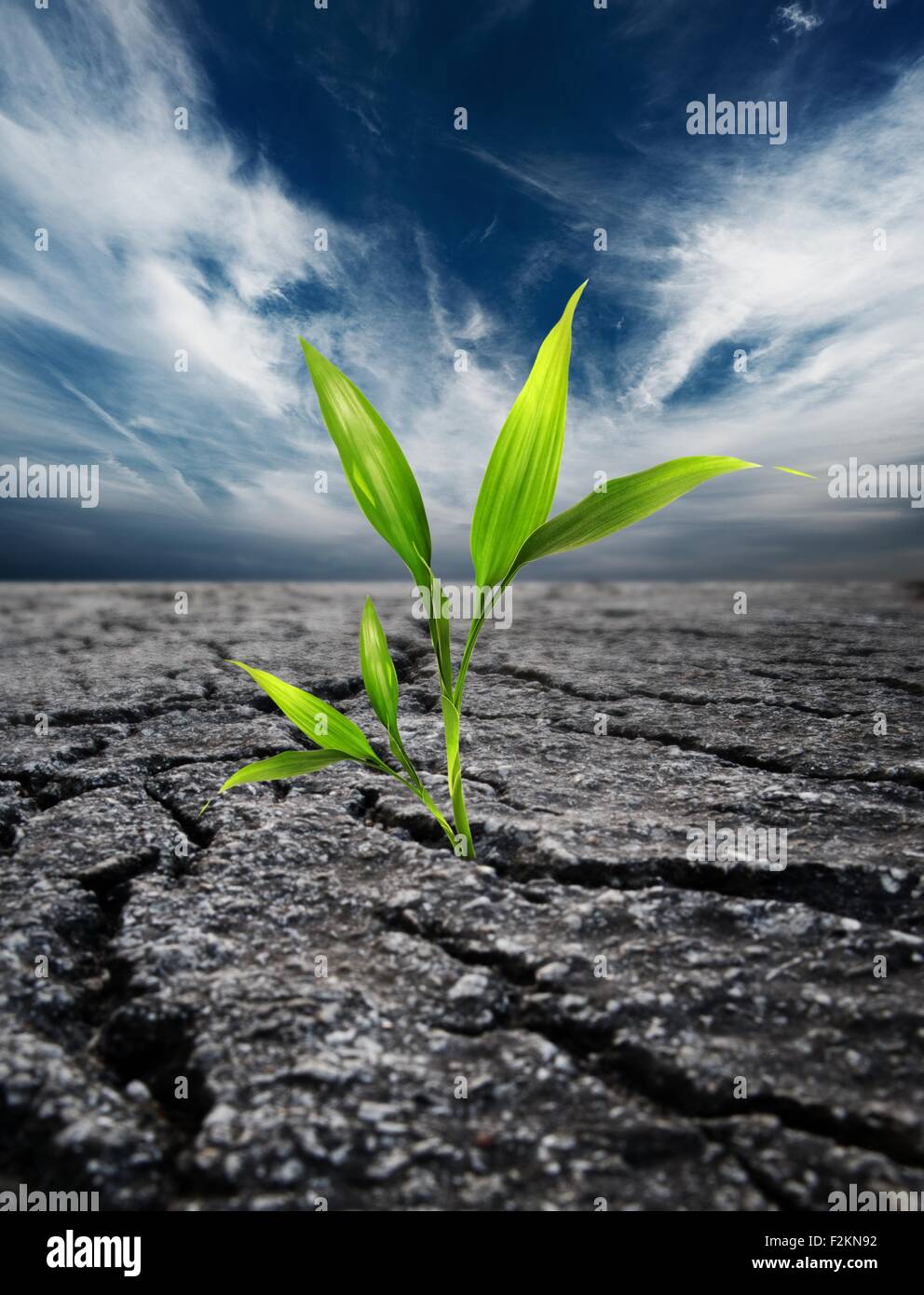 Trough plant hi-res stock photography and images - Alamy