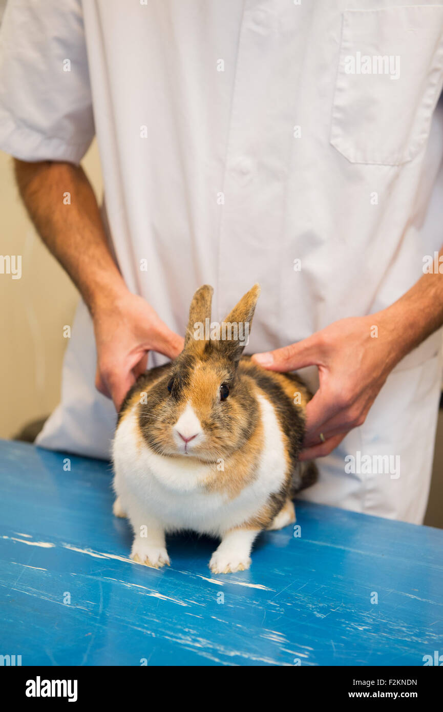 Vet care rabbit hi-res stock photography and images - Alamy