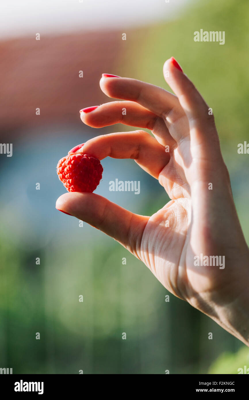 Woman's hand holding raspberry Stock Photo - Alamy