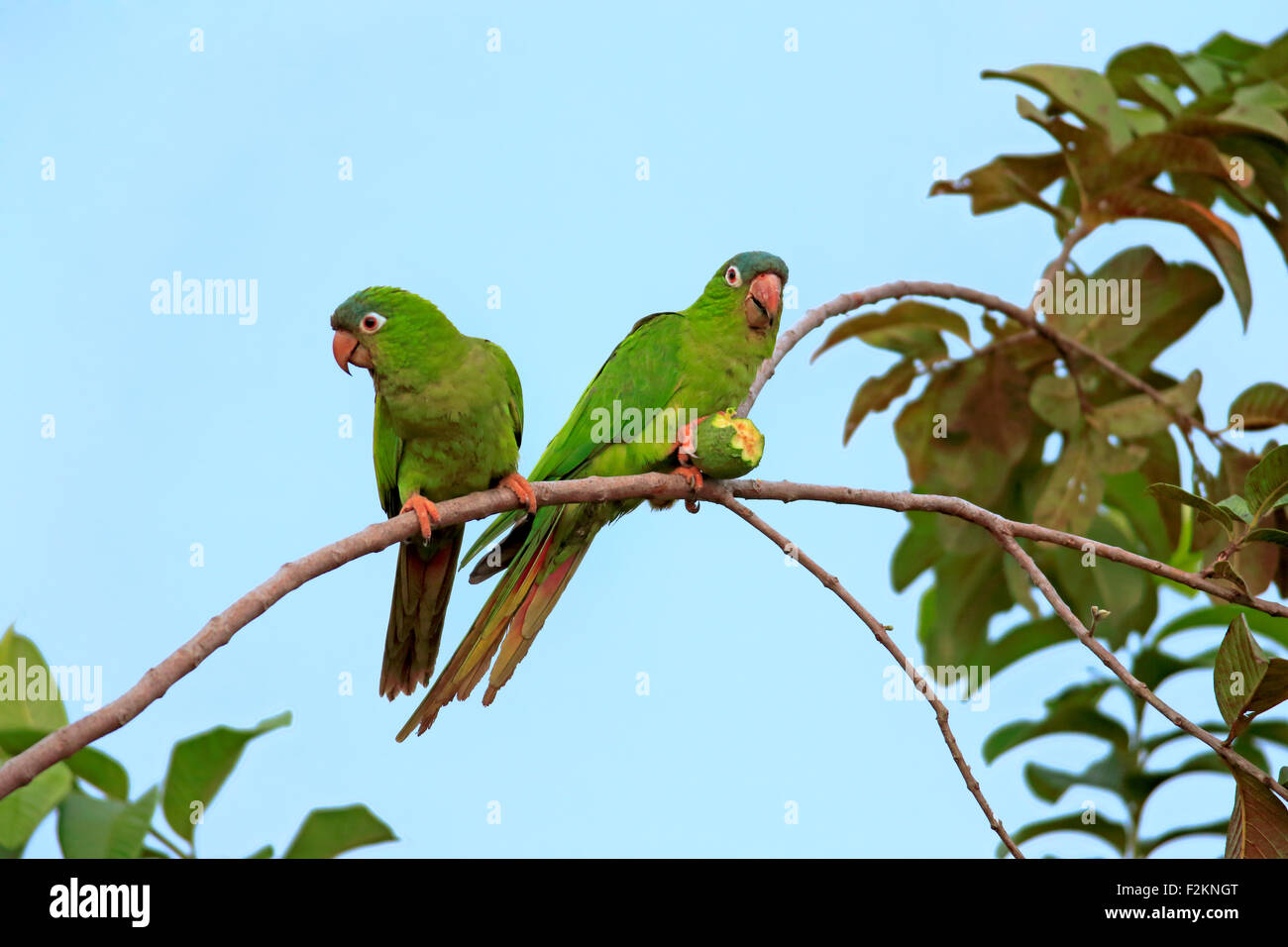 Blue crowned parakeet hi-res stock photography and images - Alamy