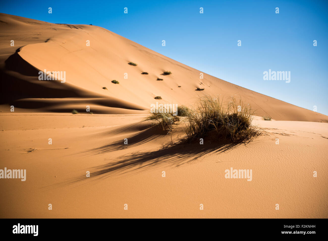 Sahara Grass High Resolution Stock Photography and Images - Alamy