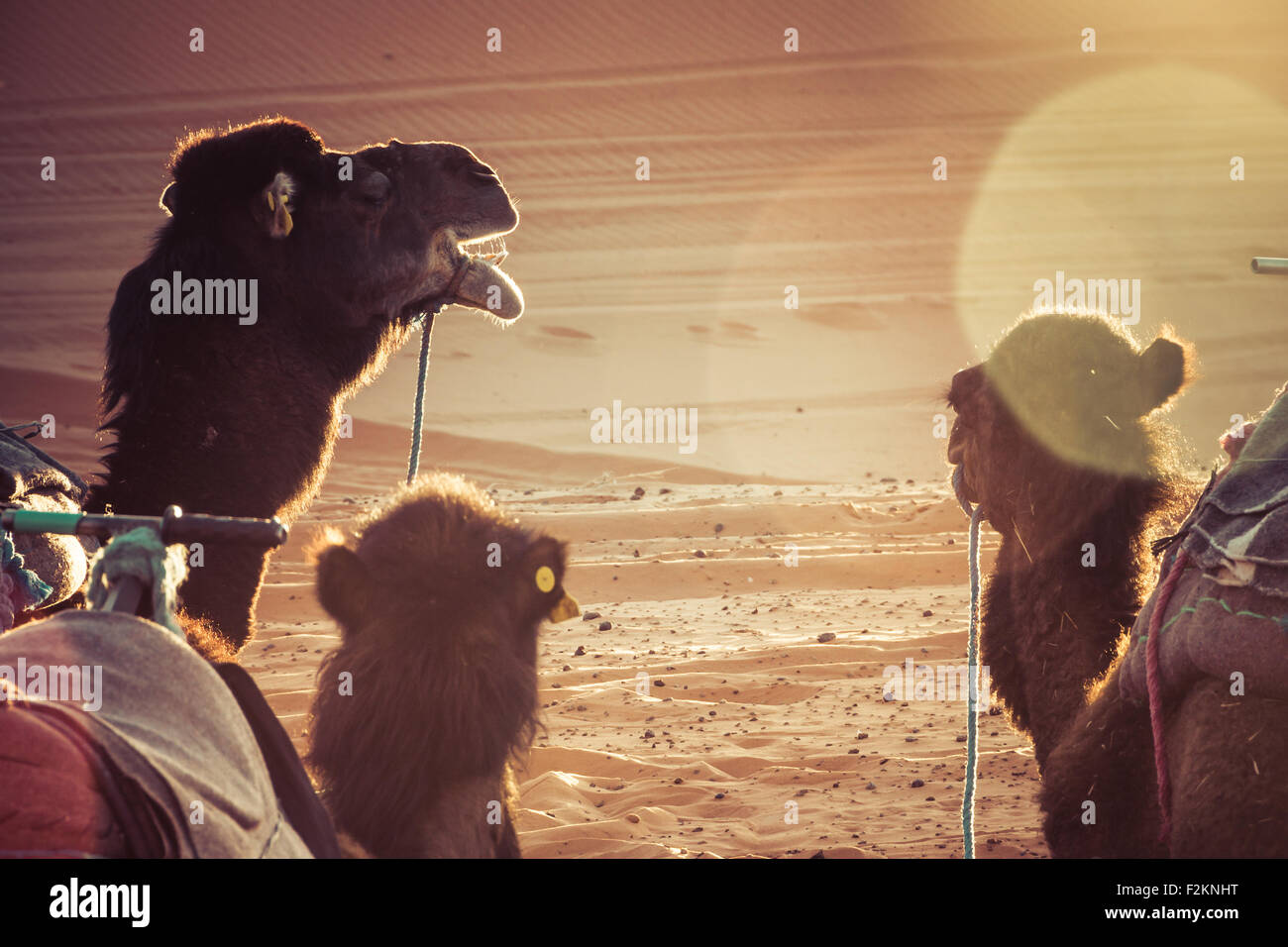 Sahara desert camel hi-res stock photography and images - Alamy