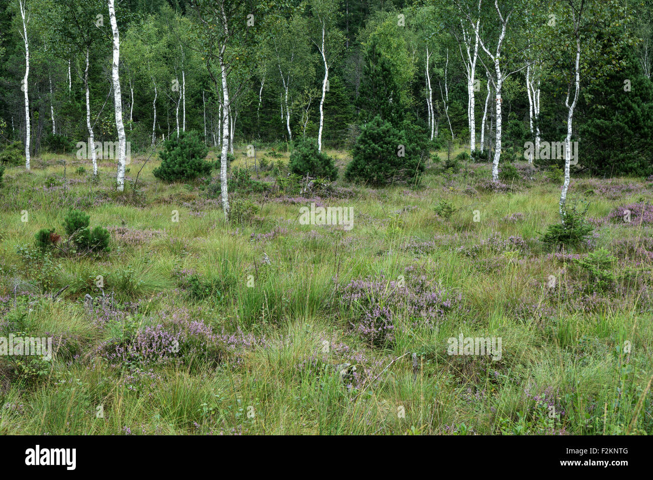 Birch betula sp forest hi-res stock photography and images - Alamy