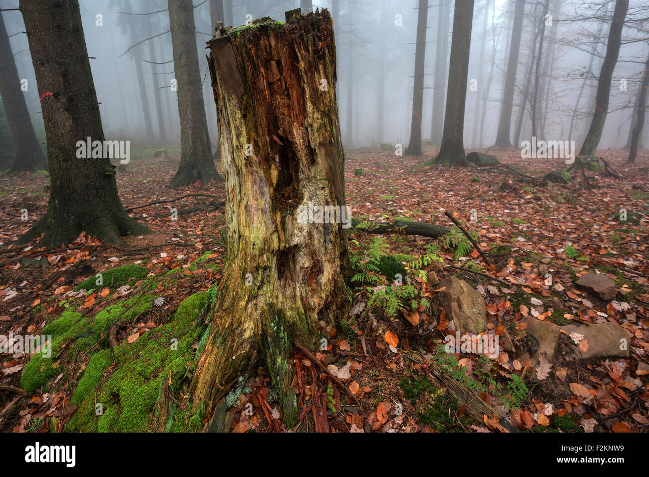 Weathered trees hi-res stock photography and images - Alamy