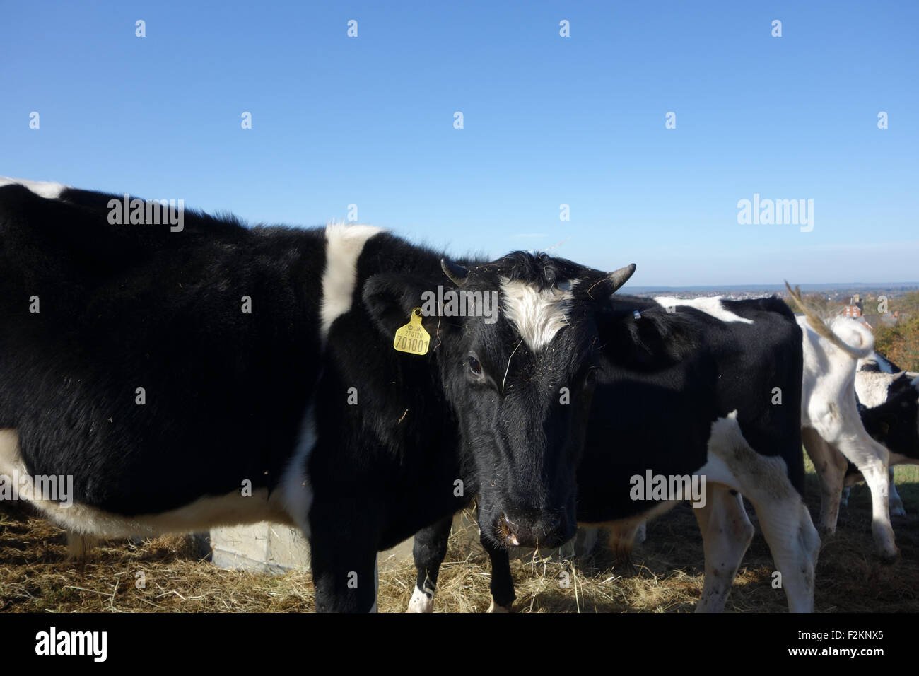 Friesian bull calves hi-res stock photography and images - Alamy