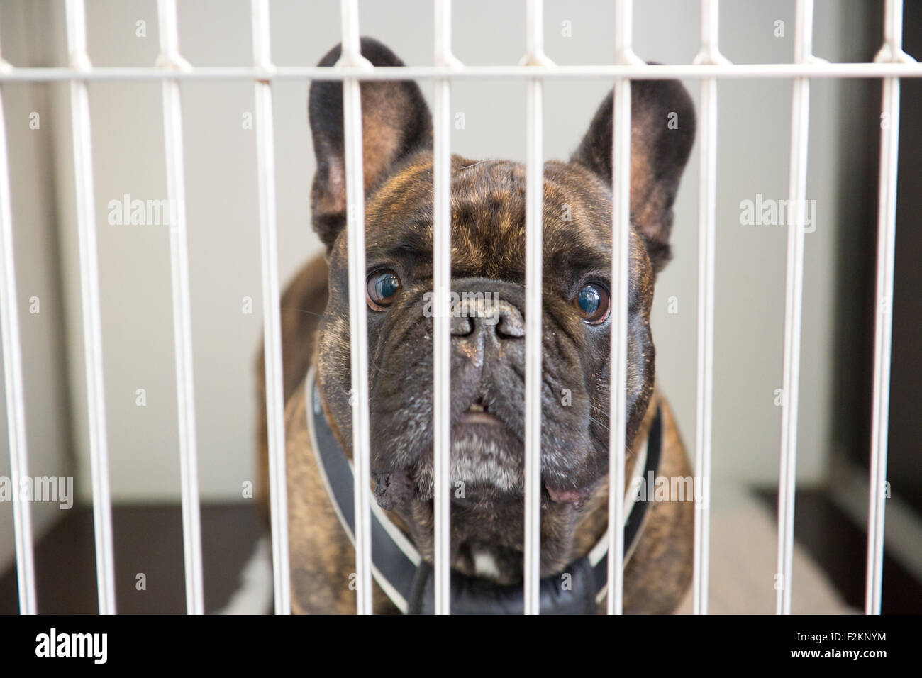 French bull dog behind the bars in cage Stock Photo - Alamy