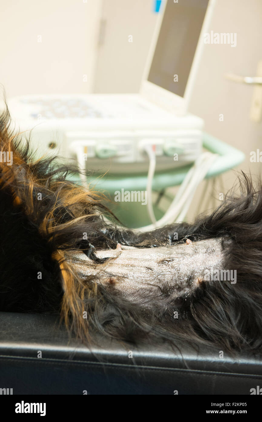 Dog prepared for ultrasound scan Stock Photo - Alamy
