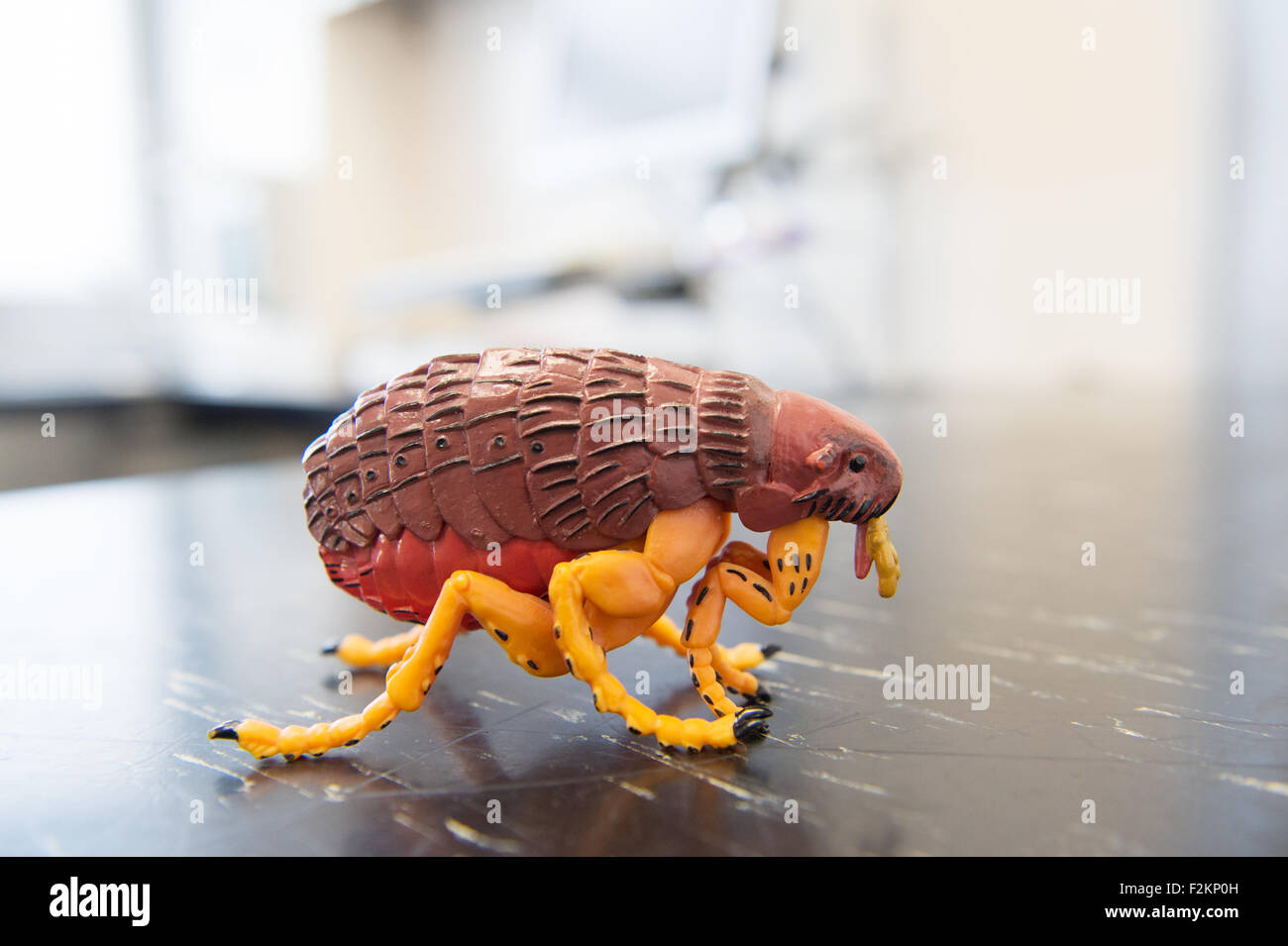 Tick sample hi-res stock photography and images - Alamy