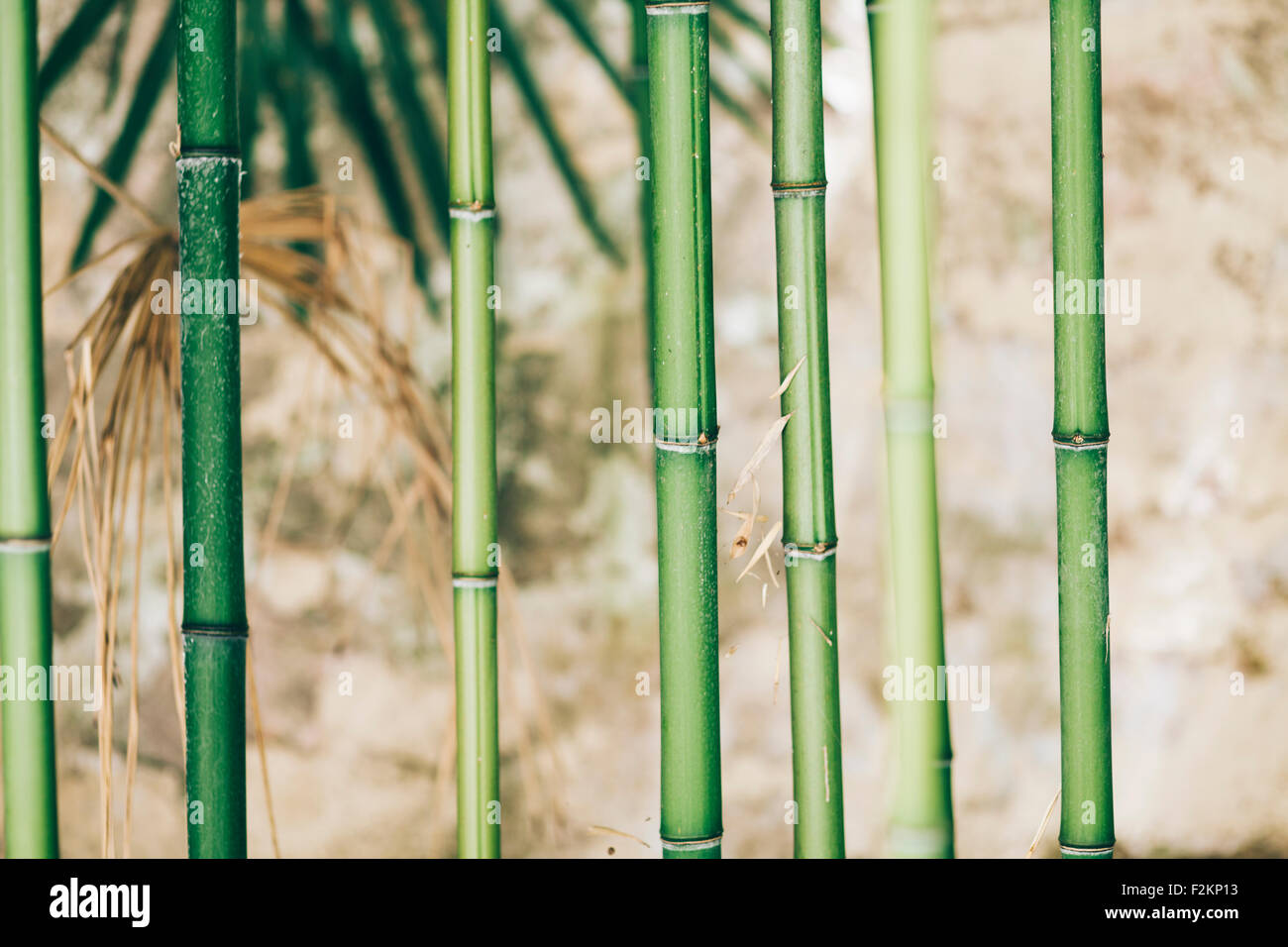 Bamboo, close up Stock Photo - Alamy