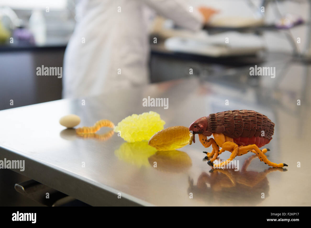 Tick at the table from the veterinarian in different stages Stock Photo ...