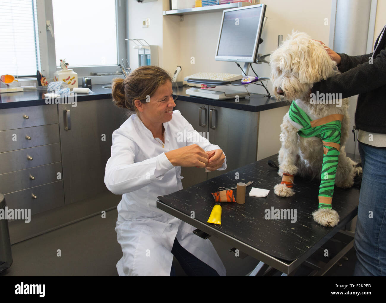 Veterinarian giving bandage to the wounded dog Stock Photo - Alamy