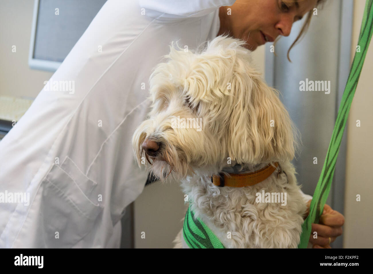 Veterinarian giving green bandage by wounded dog Stock Photo - Alamy